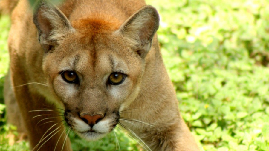 NotiGAPE - Tamaulipas: hábitat de las 6 especies de felinos que existen ...